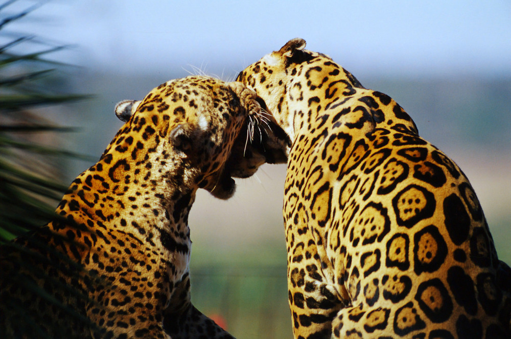 Jaguar | Rangerclub du WWF
