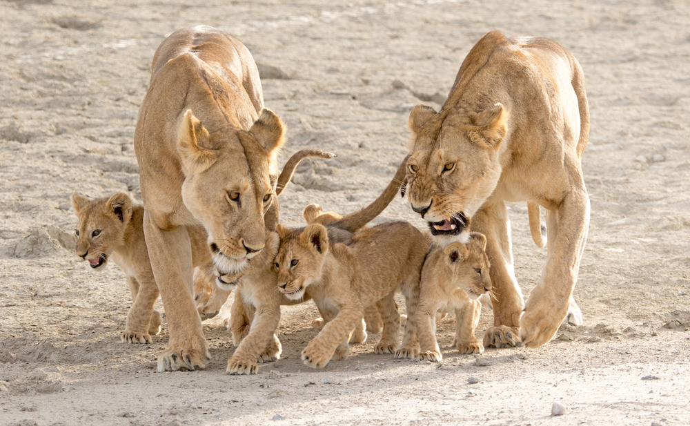Lion | Rangerclub du WWF