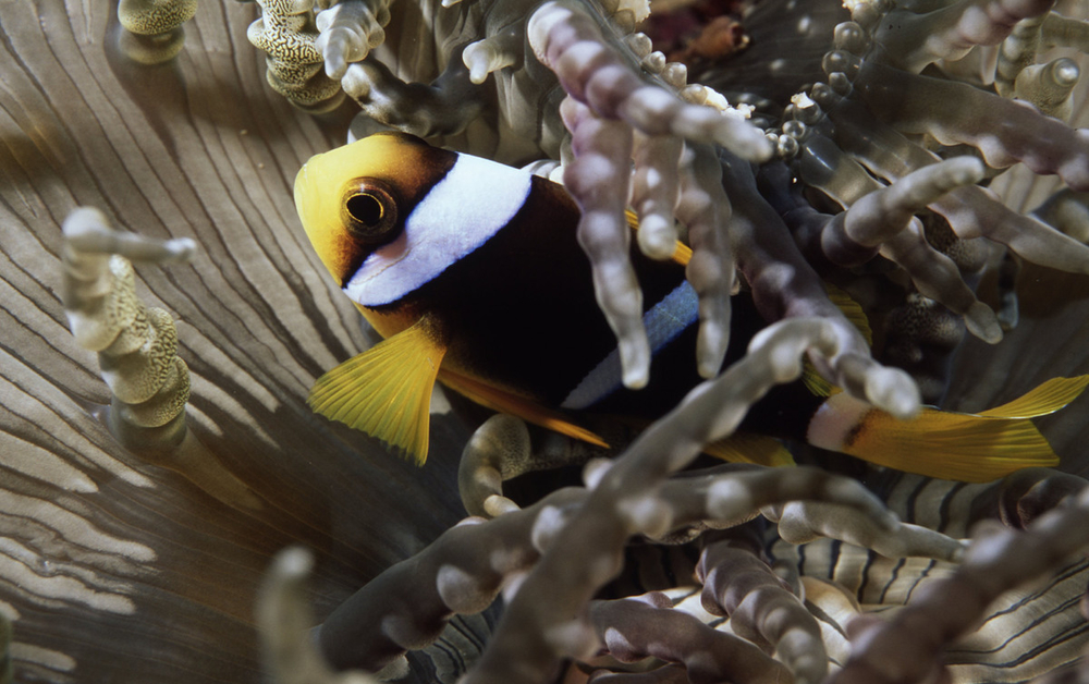 Poisson-clown | Rangerclub du WWF