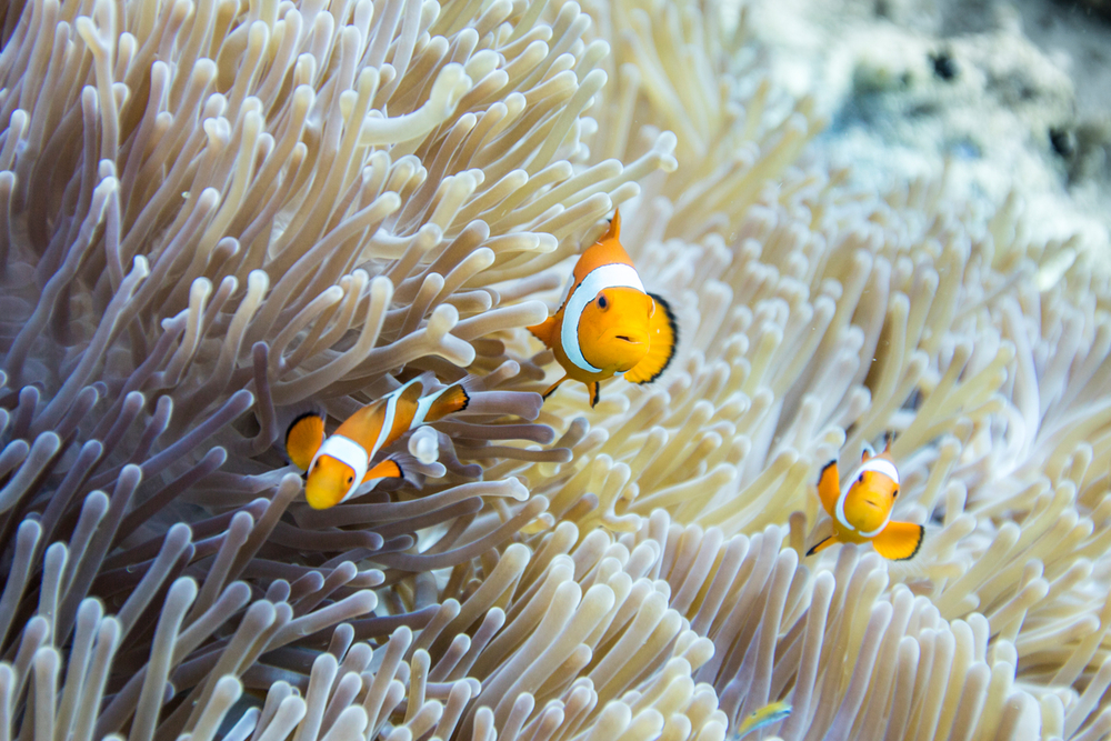 Anemoonvis | WWF-Rangerclub