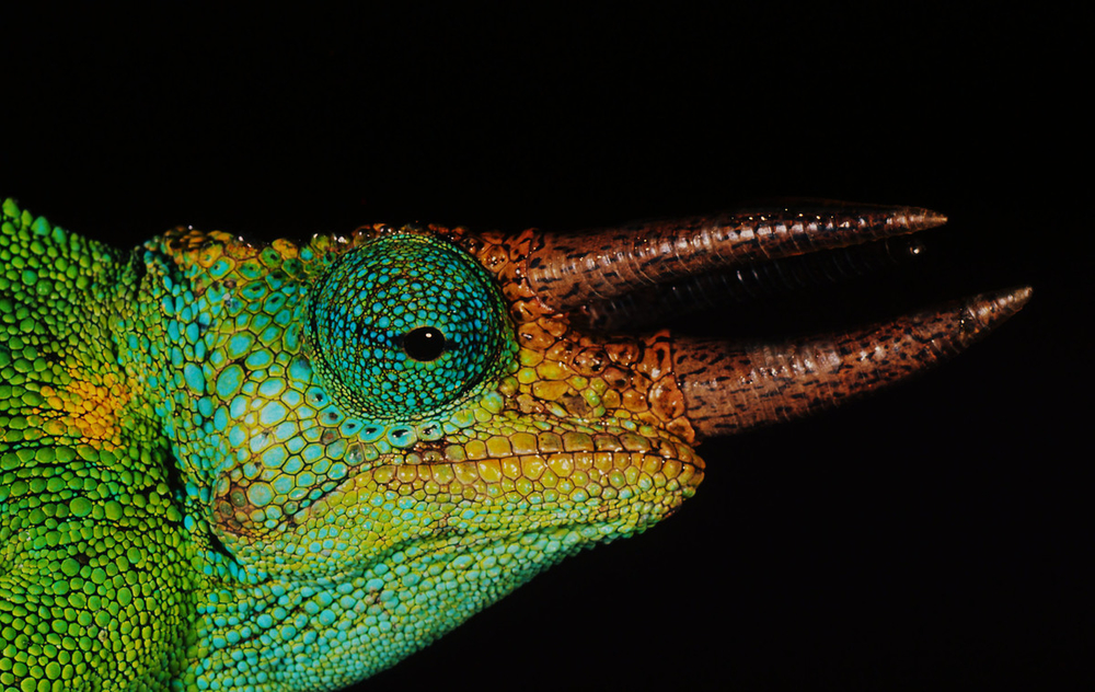 Caméléon | Rangerclub du WWF