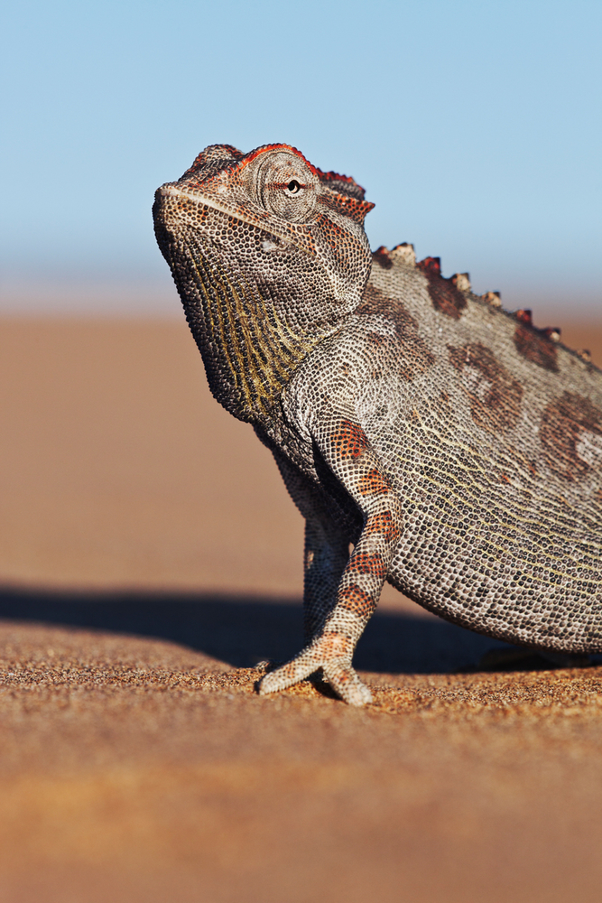 Kameleon | WWF-Rangerclub