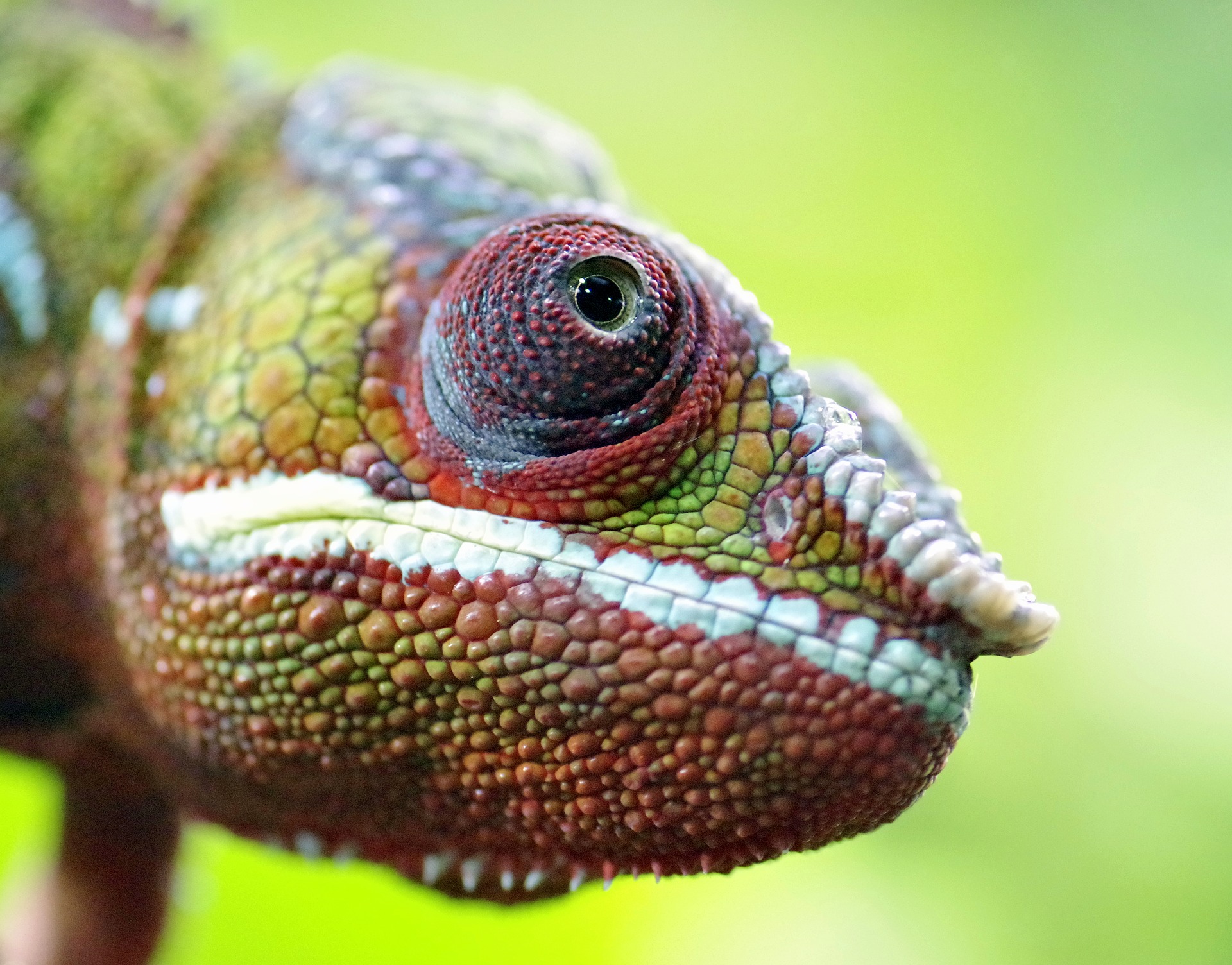 Caméléon | Rangerclub du WWF