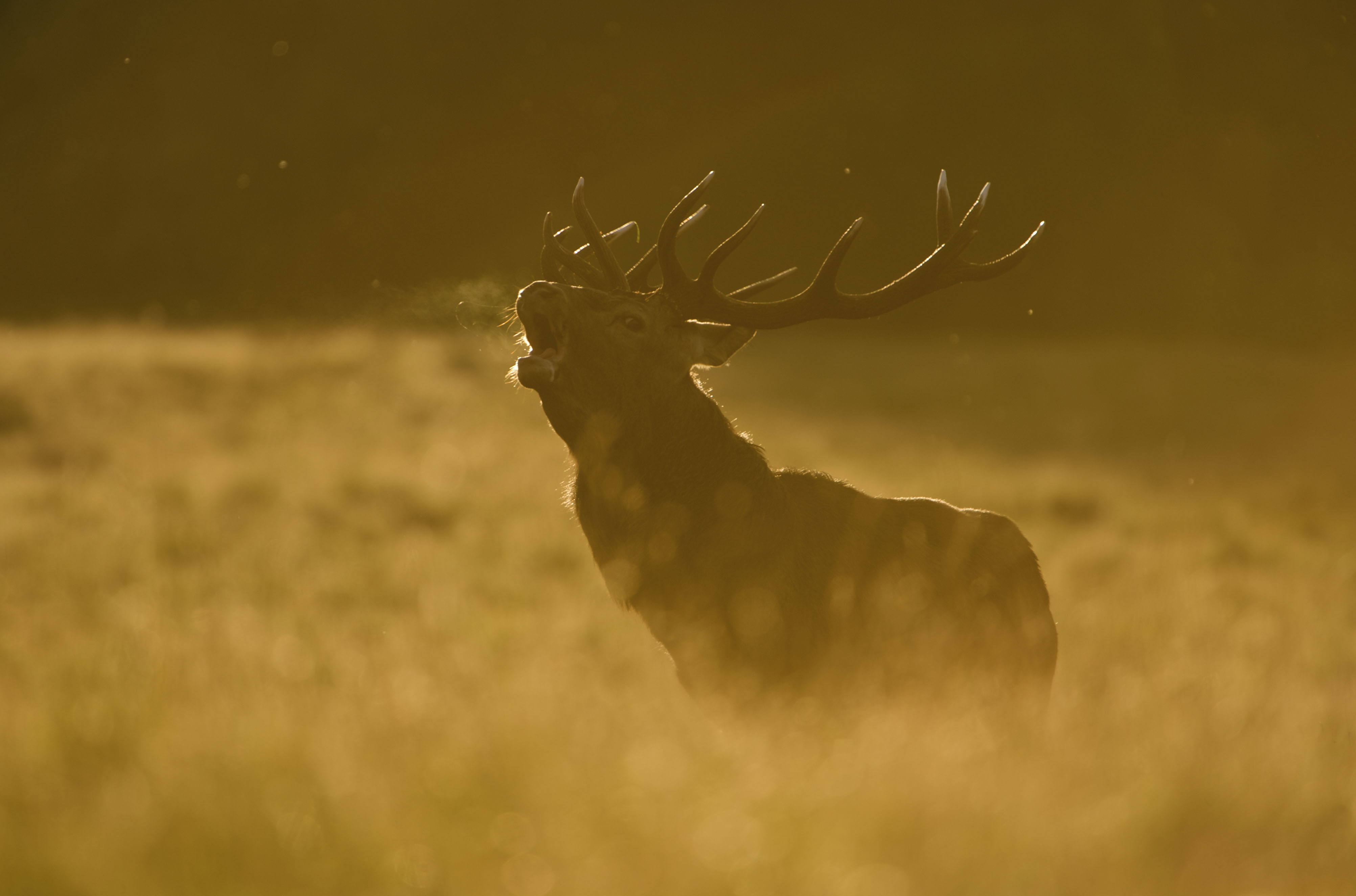 Cerf élaphe | Rangerclub du WWF