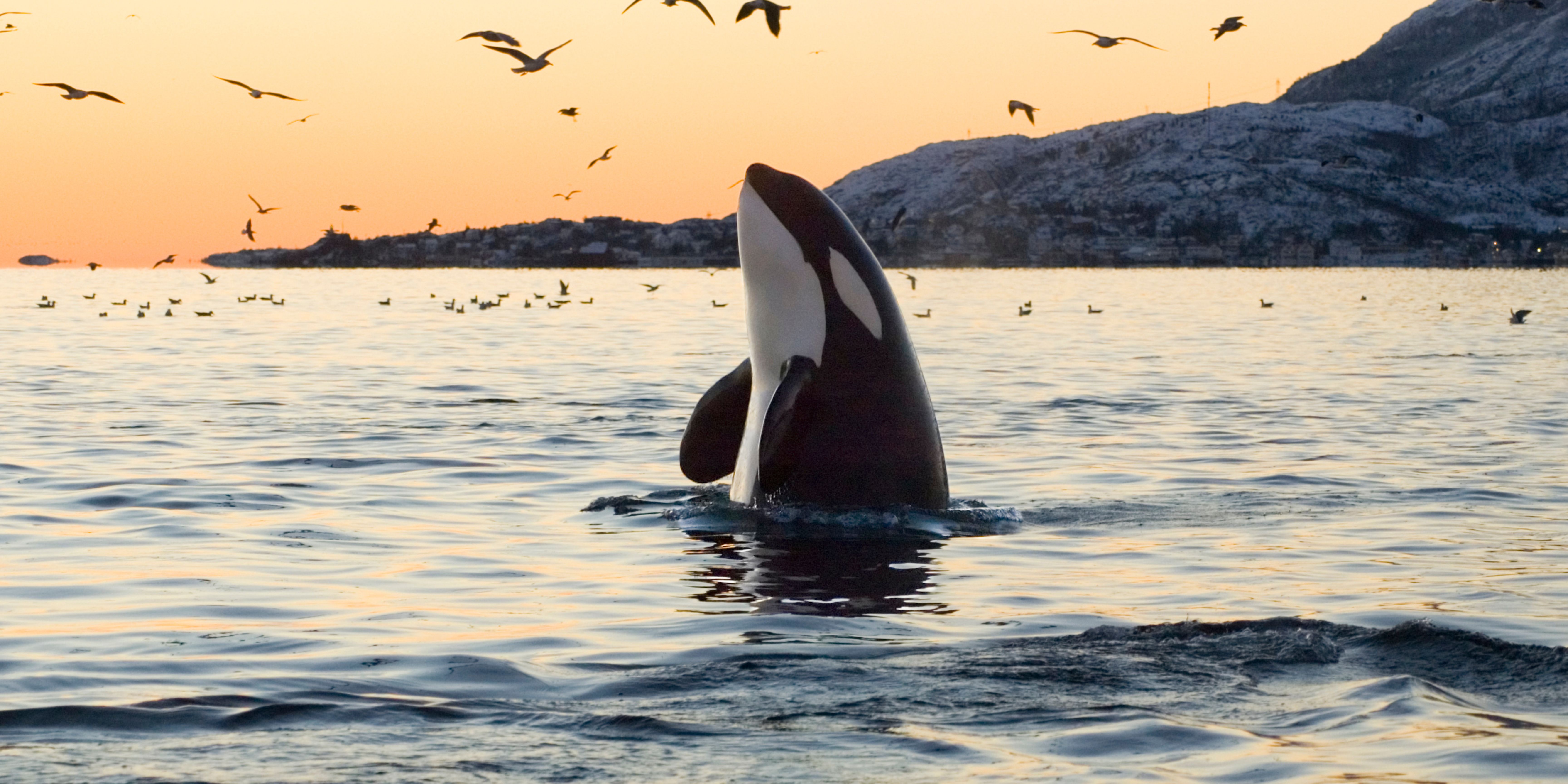 Orque | Rangerclub du WWF