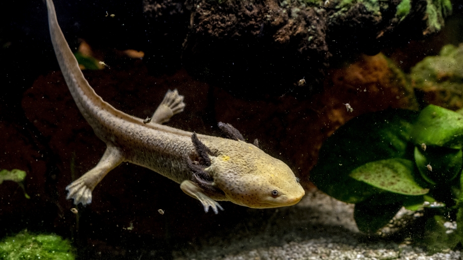 Axolotl Metamorfose Spreekbeurt Over De Axolotl