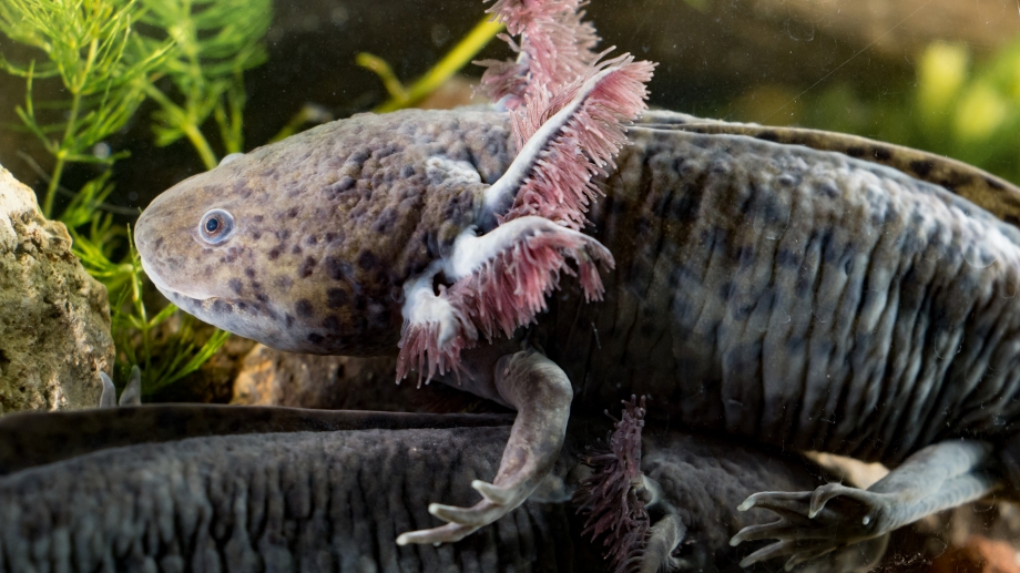 Axolotl | Rangerclub du WWF