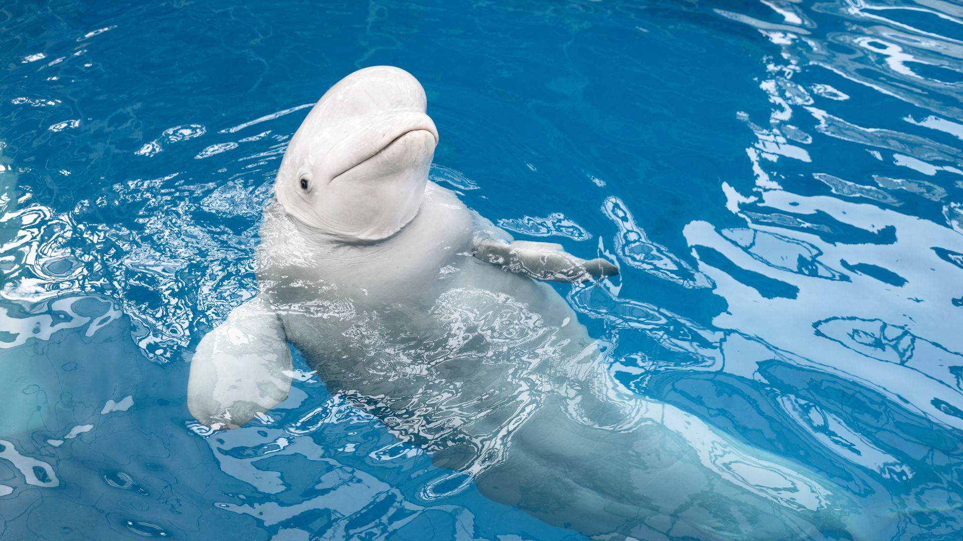 Beloega | WWF-Rangerclub