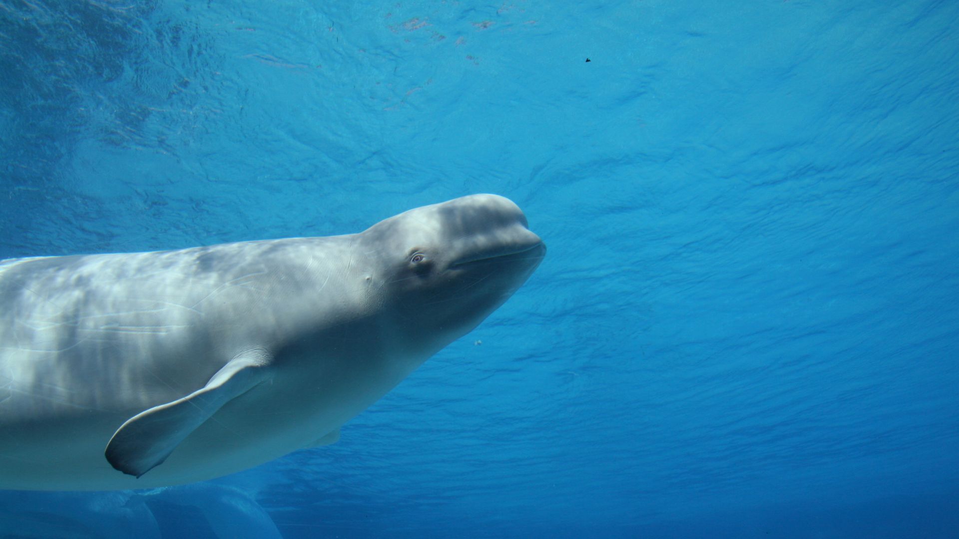 Beloega | WWF-Rangerclub