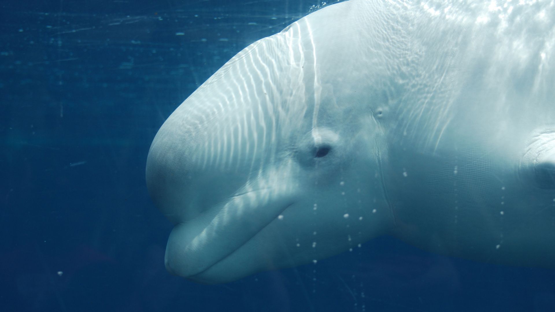 Beloega | WWF-Rangerclub