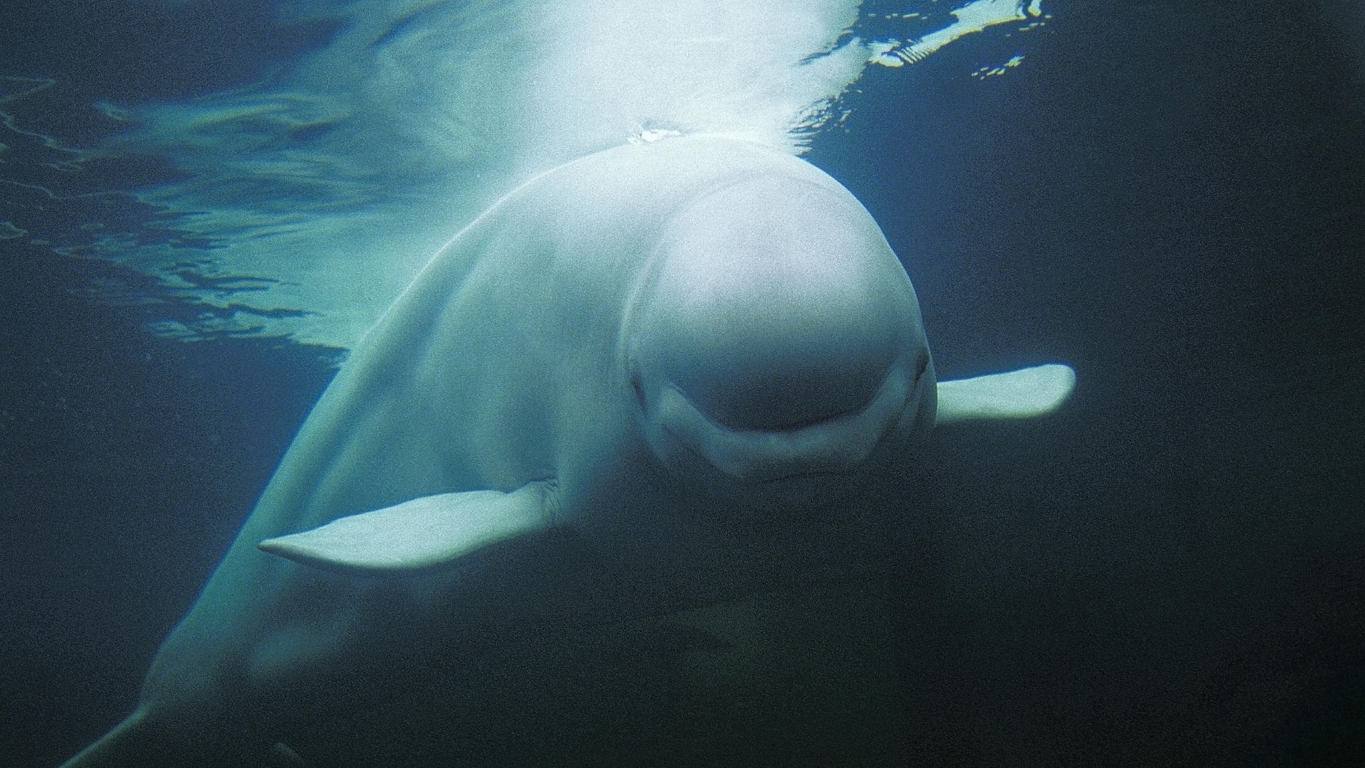 Beloega | WWF-Rangerclub