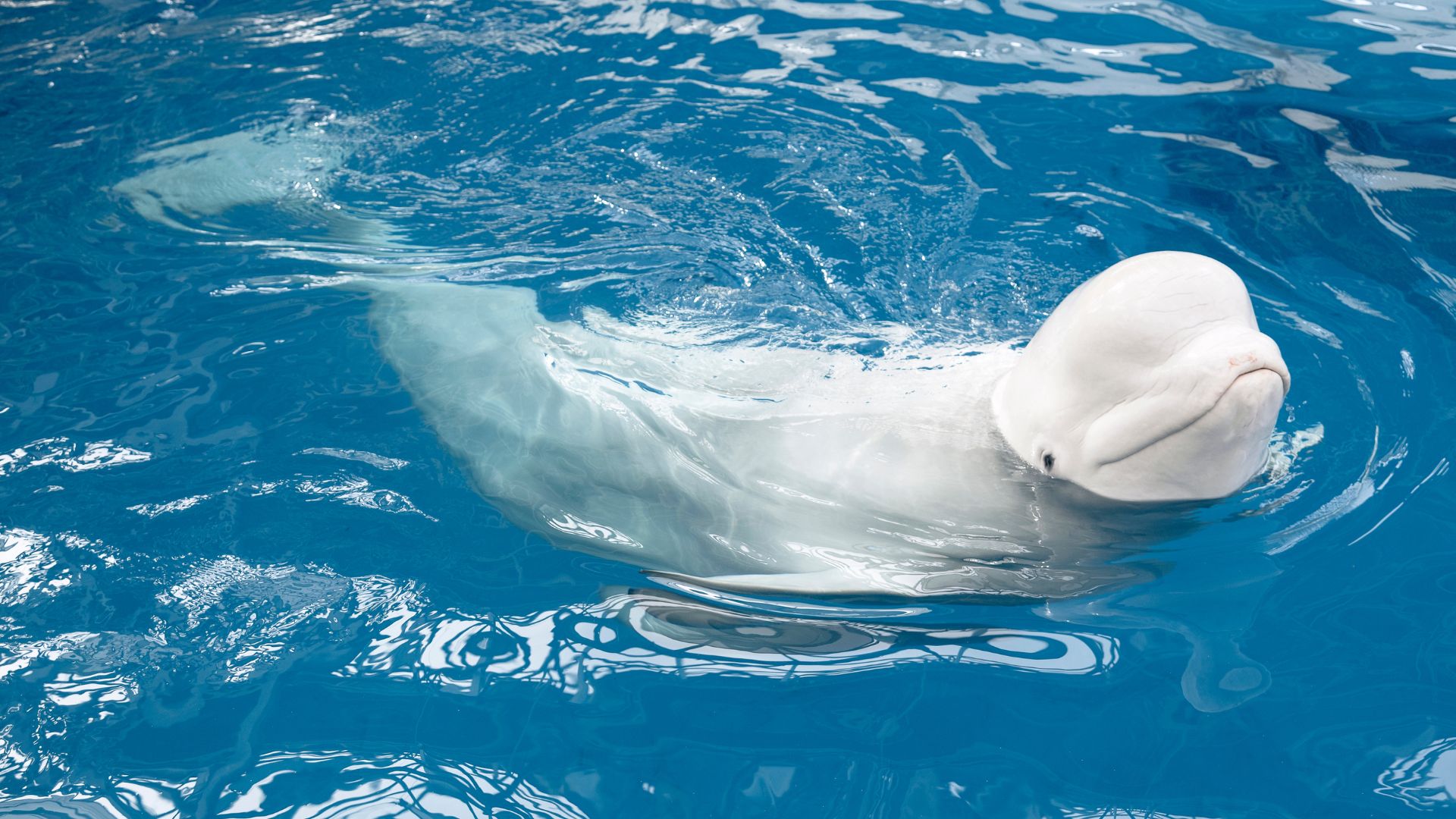 Beloega | WWF-Rangerclub