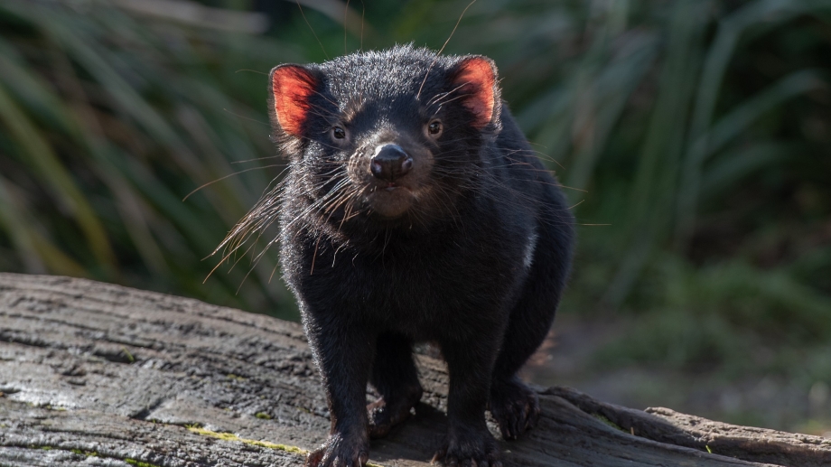 Tasmaanse duivel | WWF-Rangerclub