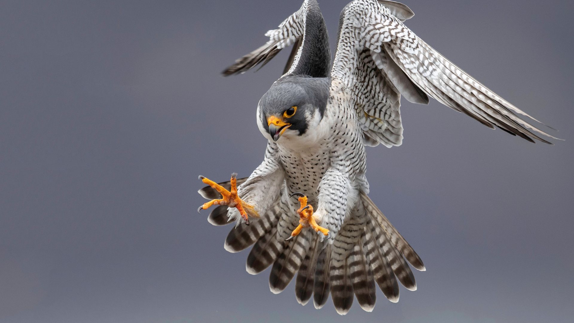 Faucon crécerelle | Rangerclub