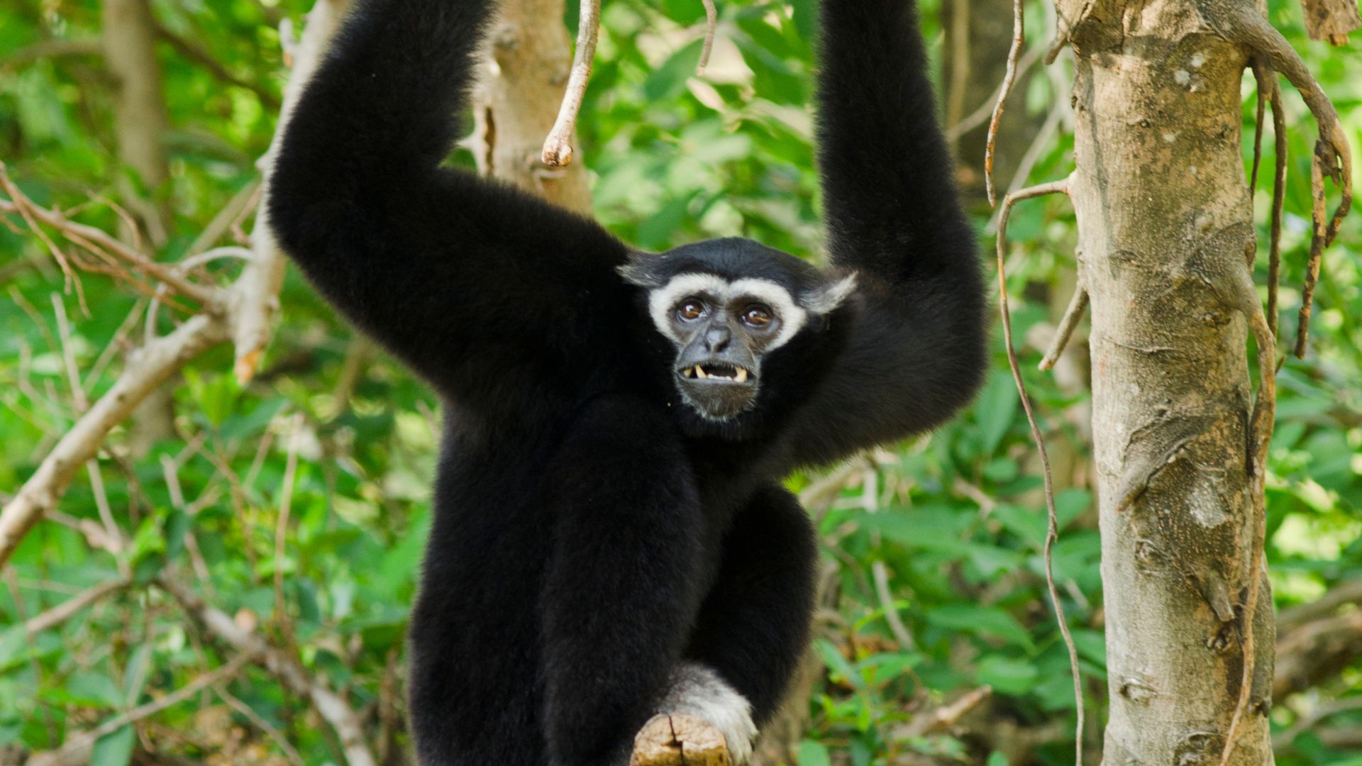 Gibbon | WWF-Rangerclub