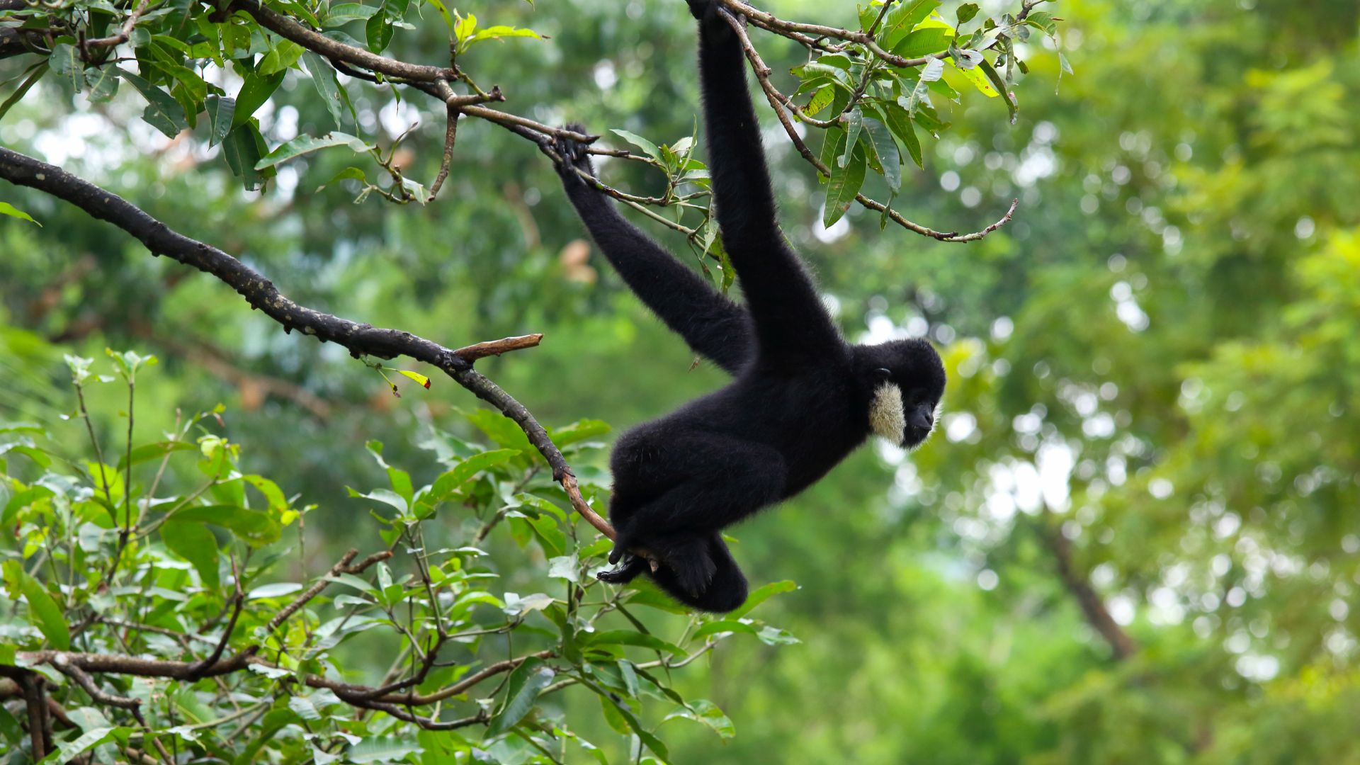 Gibbon | WWF-Rangerclub