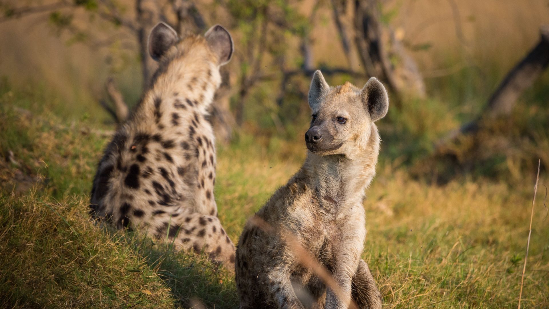 Gevlekte hyena | WWF-Rangerclub