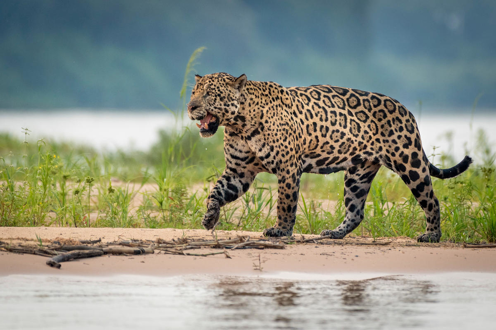 Jaguar | Rangerclub du WWF