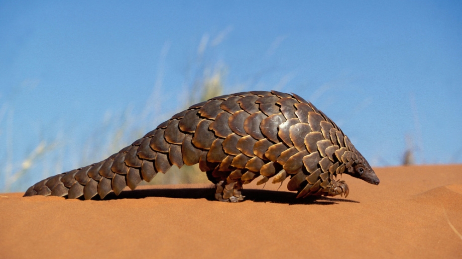 Pangolin de Temminck | Rangerclub du WWF