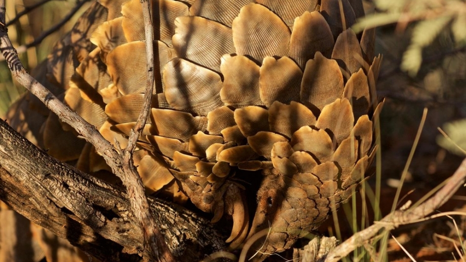 Pangolin de Temminck | Rangerclub du WWF