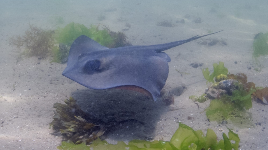 Requin | Rangerclub du WWF