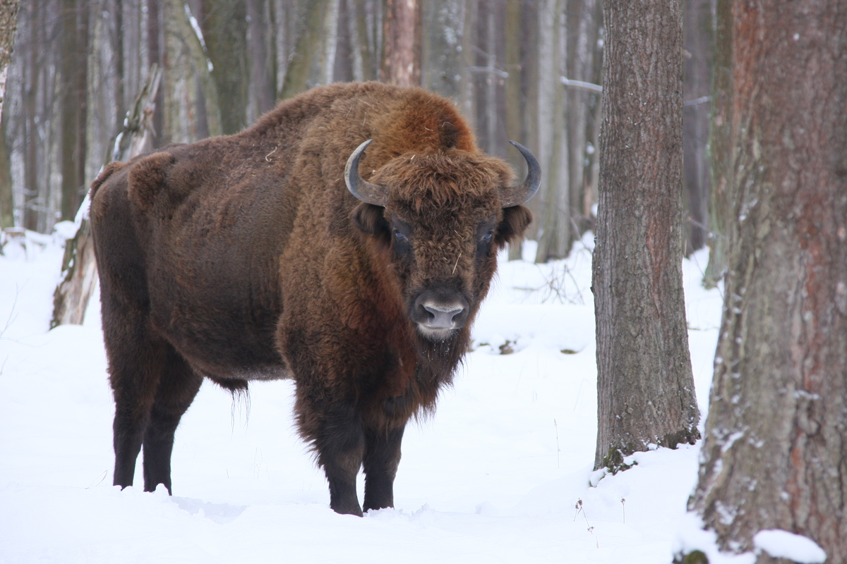 Europese bizon | WWF-Rangerclub