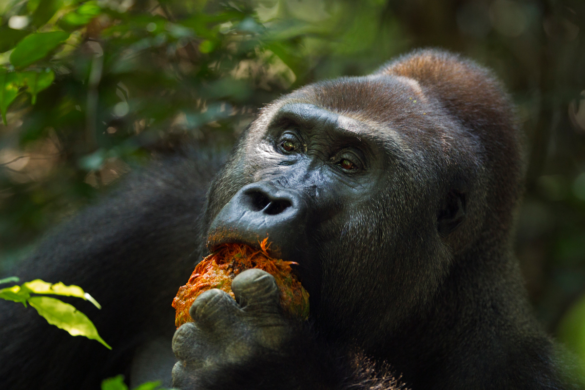 Orang-oetan | WWF-Rangerclub