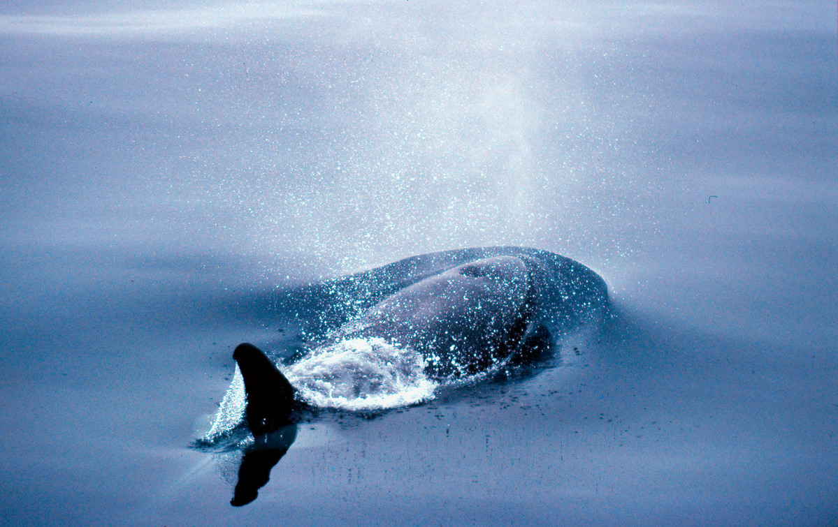 Orka | WWF-Rangerclub