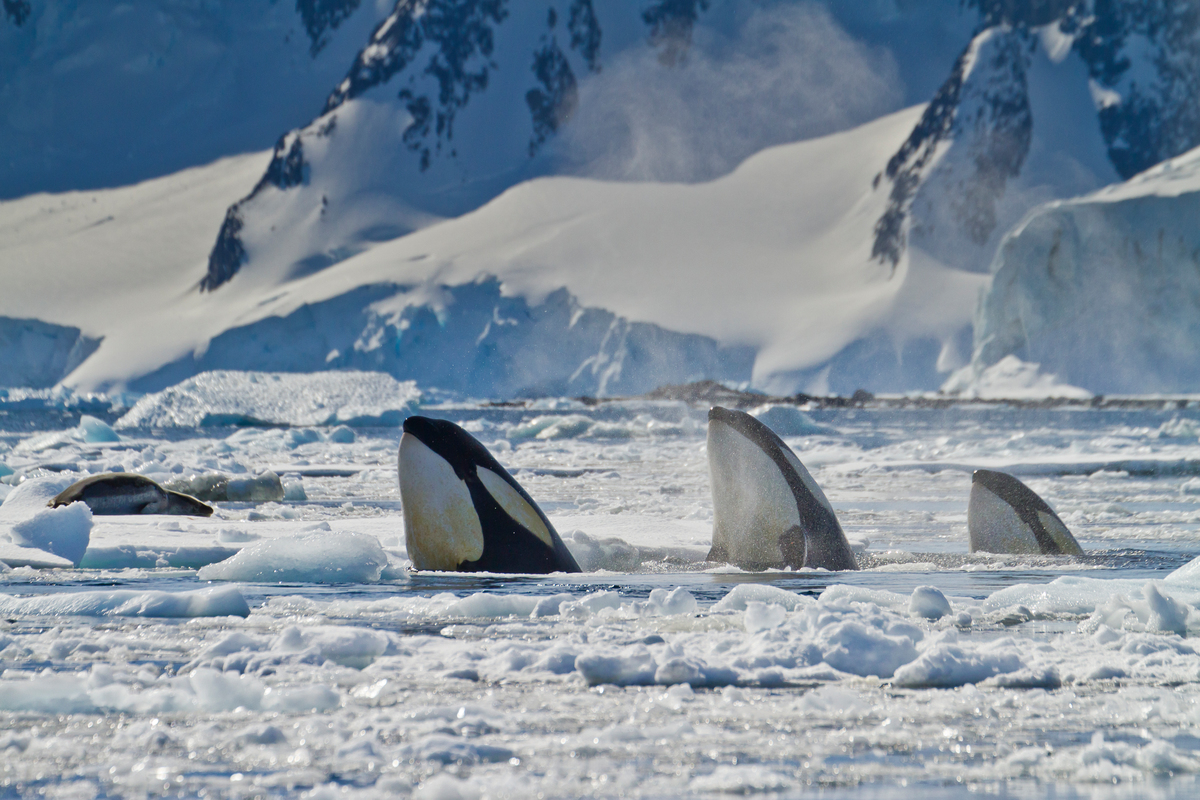 Orka | WWF-Rangerclub
