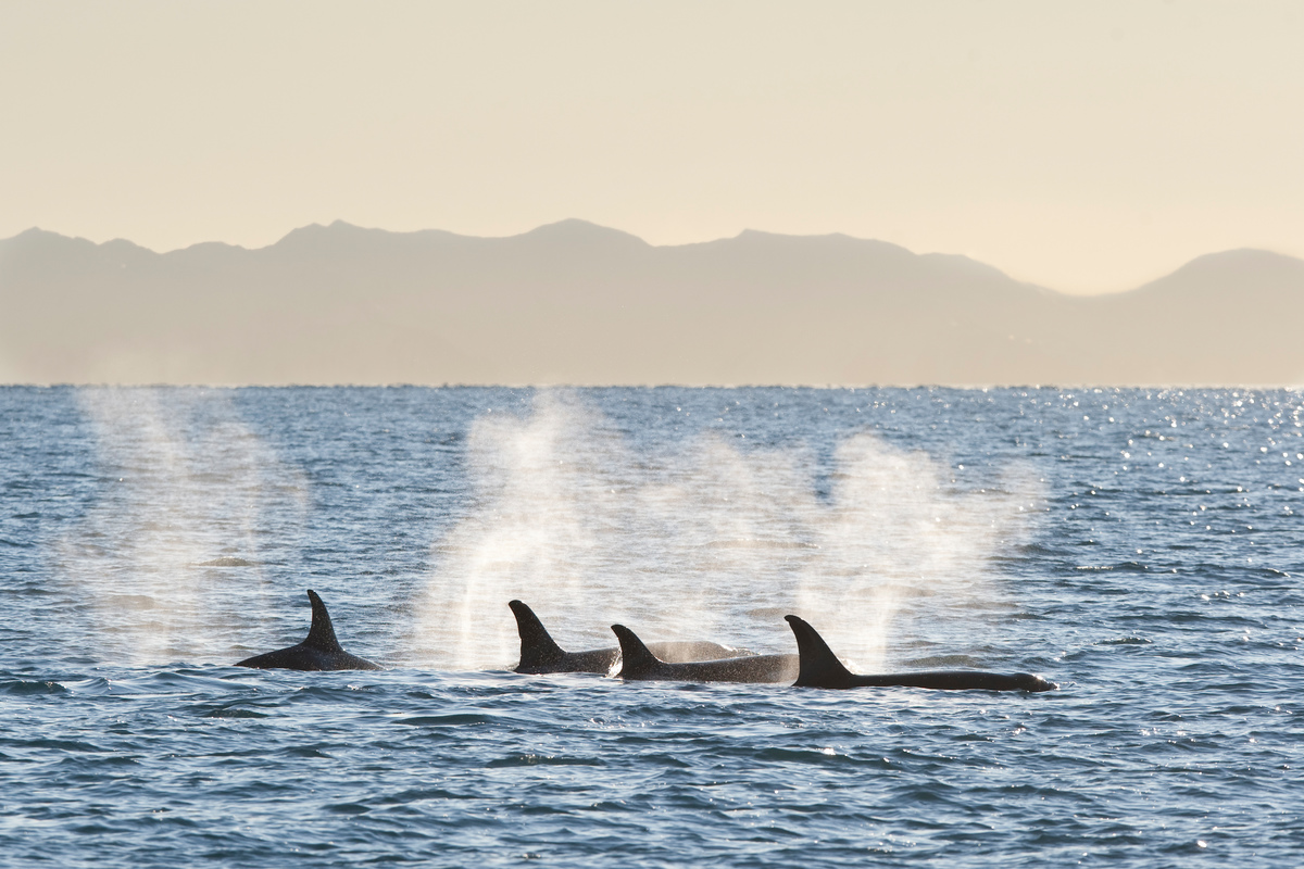 Orka | WWF-Rangerclub