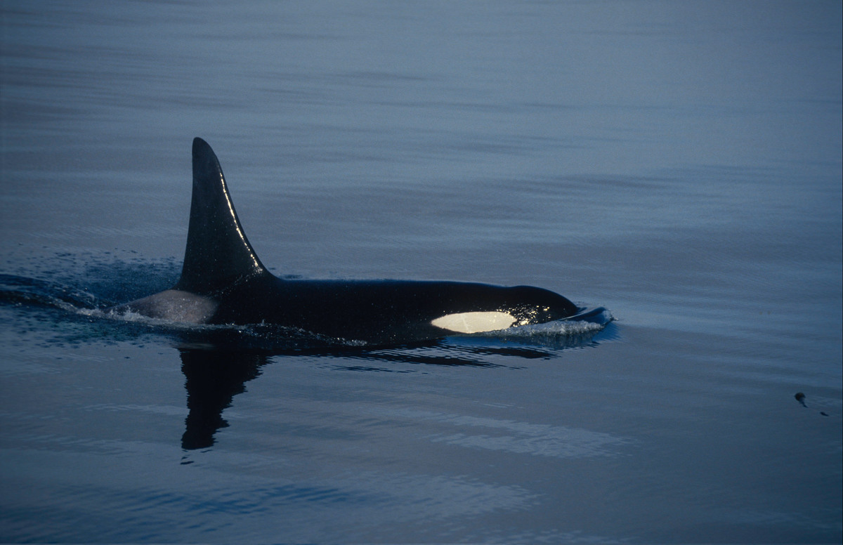 Orque | Rangerclub du WWF