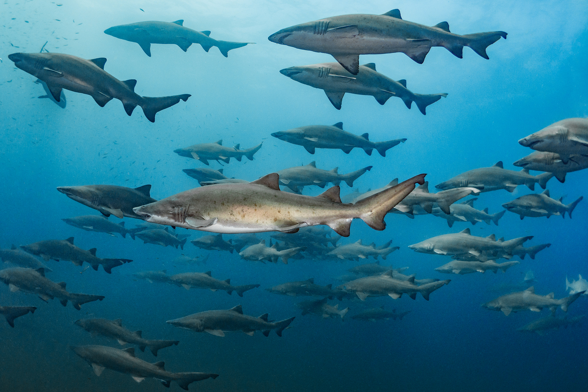 Requin | Rangerclub du WWF
