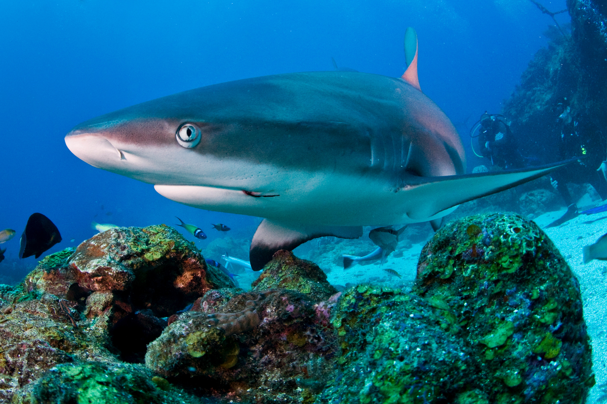 Haai | WWF-Rangerclub