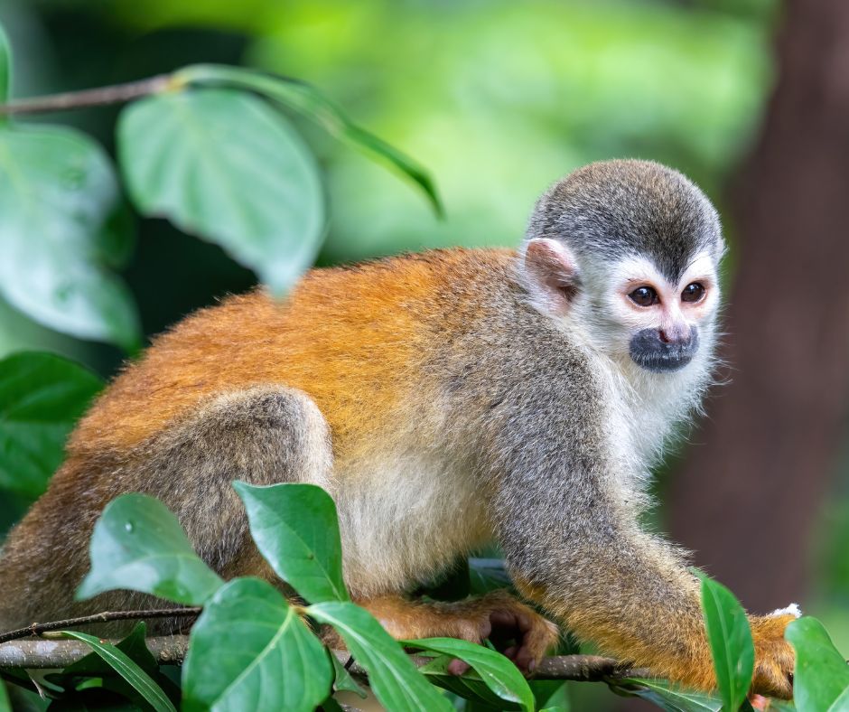 SaÏmiri | Rangerclub du WWF