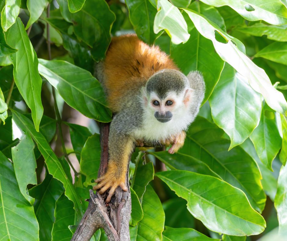 SaÏmiri | Rangerclub du WWF