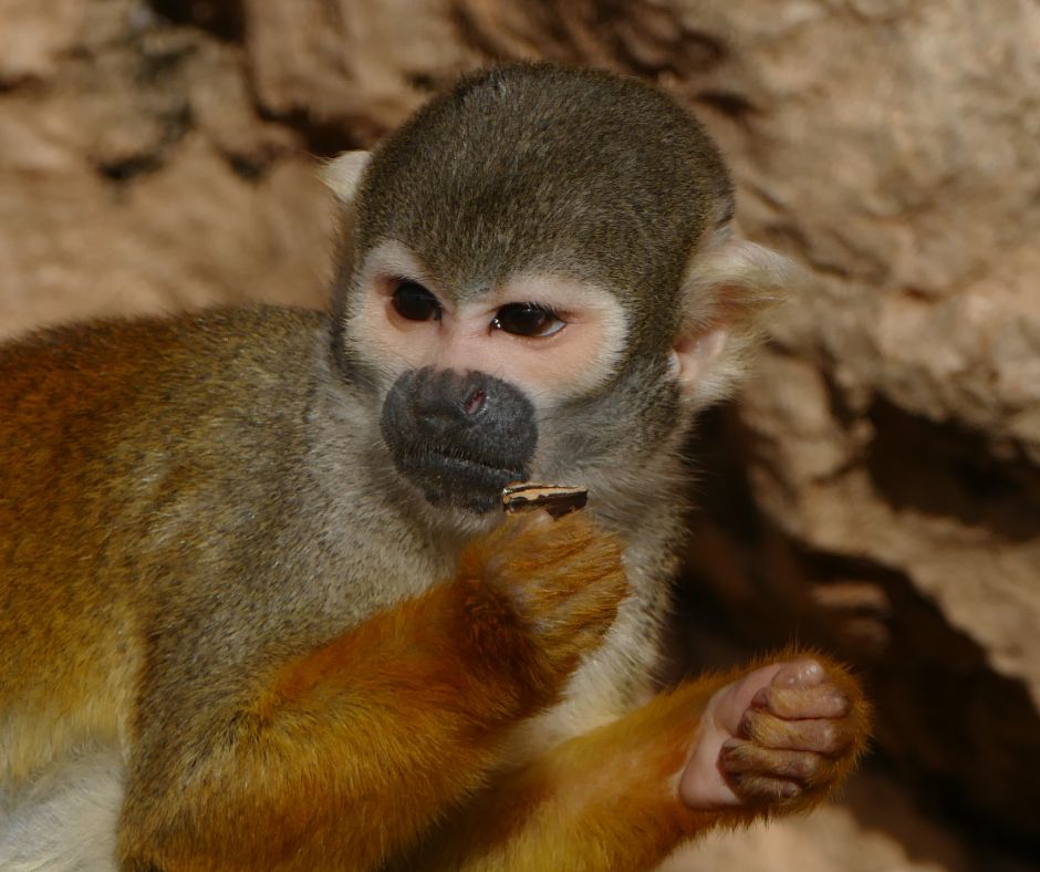 SaÏmiri | Rangerclub du WWF