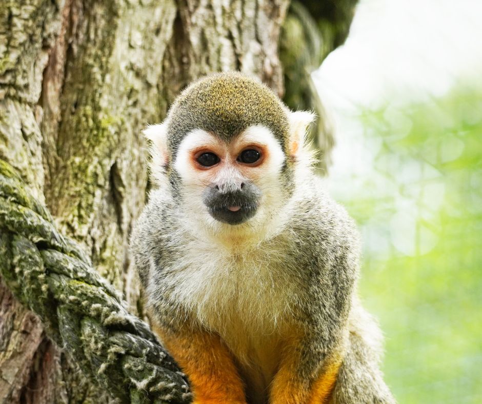 SaÏmiri | Rangerclub du WWF