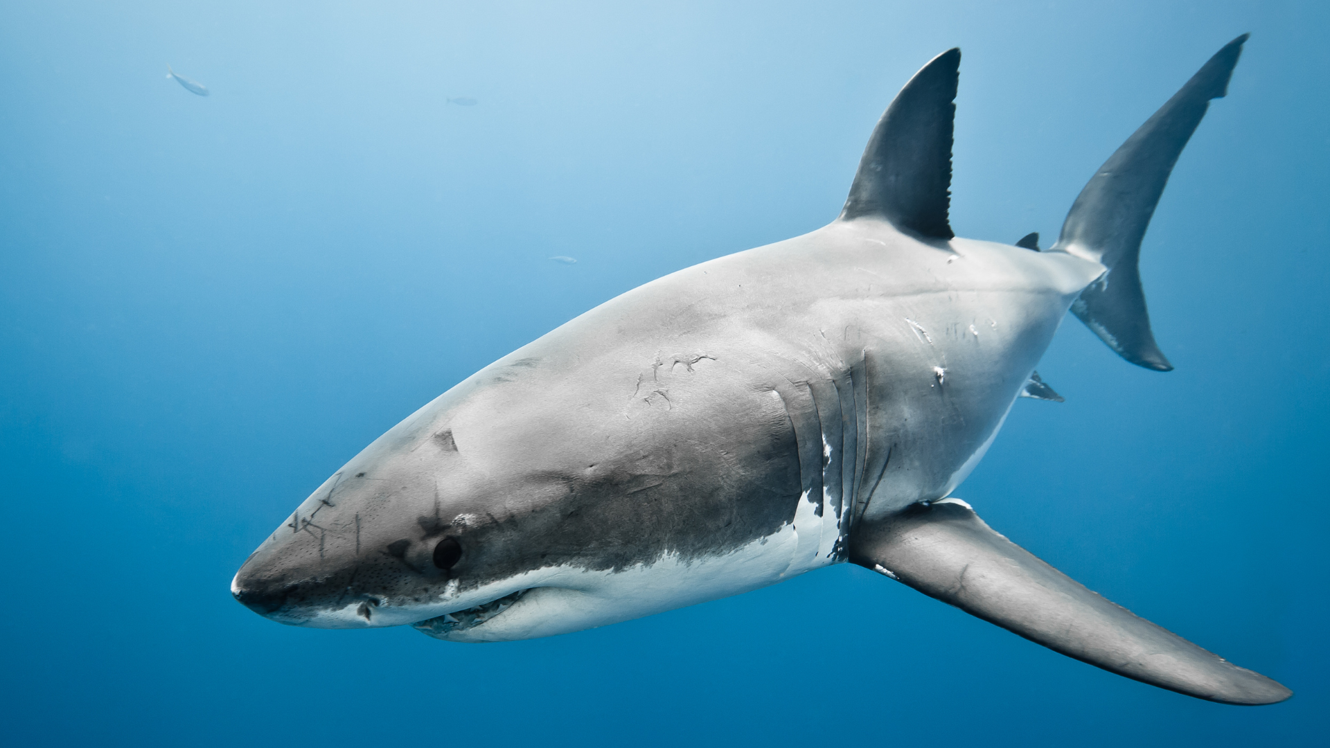 Haai | WWF-Rangerclub