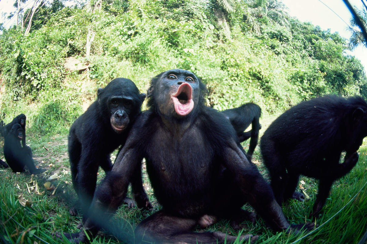 Bonobo | Rangerclub du WWF