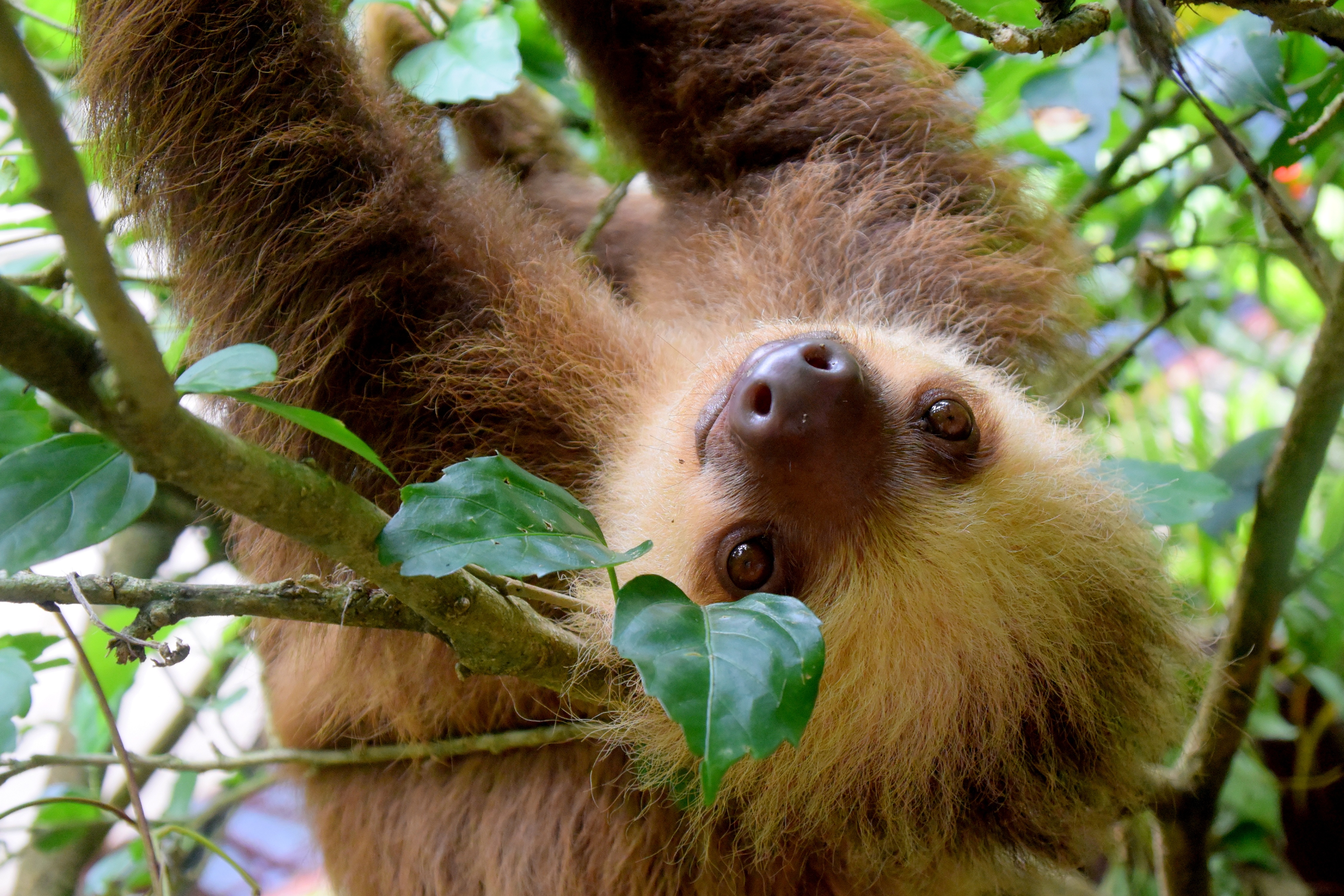 Paresseux | Rangerclub du WWF