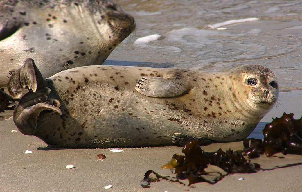 Phoque | Rangerclub du WWF