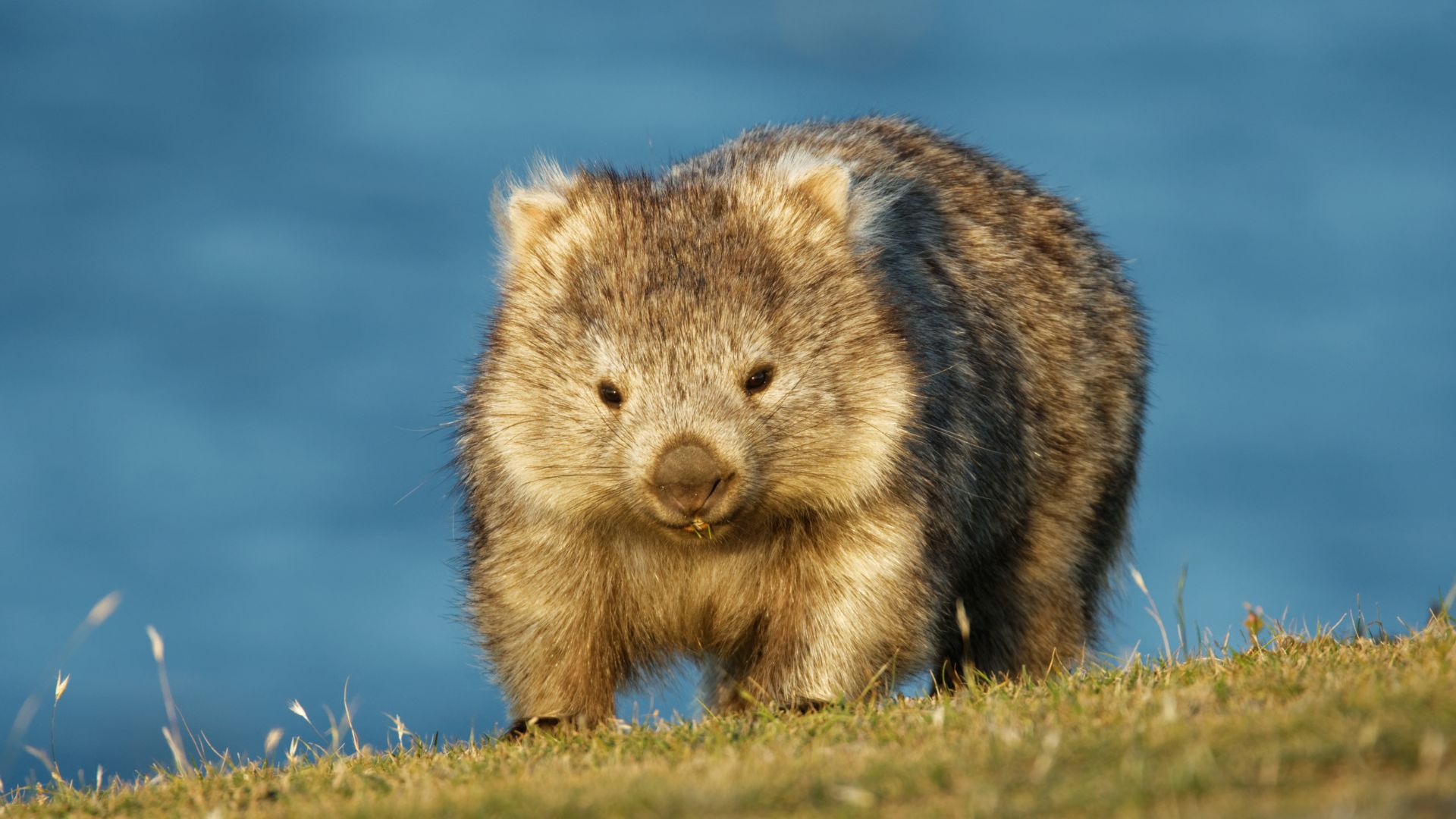 Wombat | WWF-Rangerclub