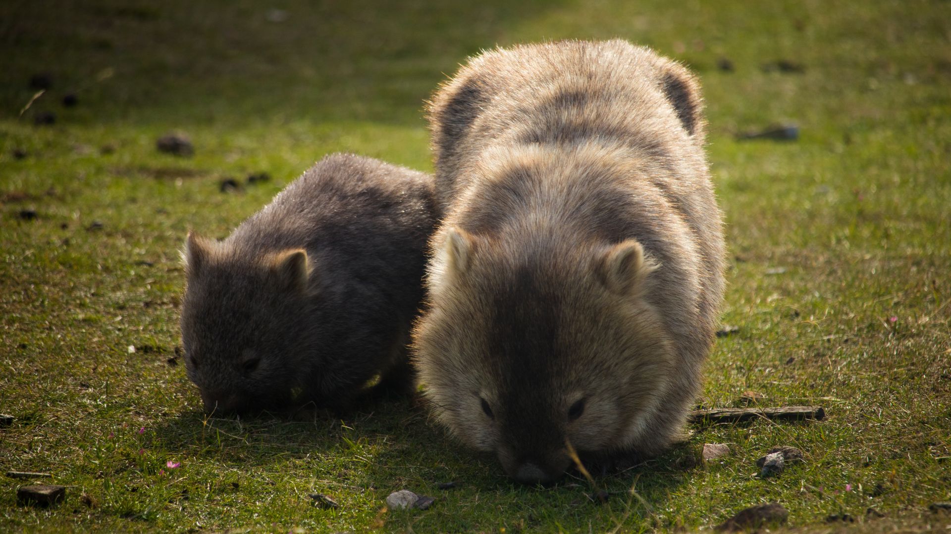 Wombat | WWF-Rangerclub