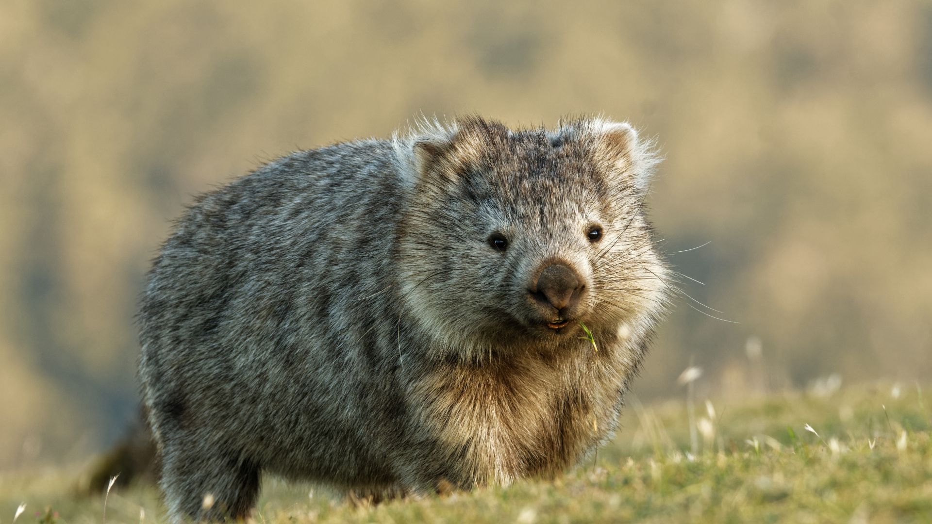 Wombat | WWF-Rangerclub