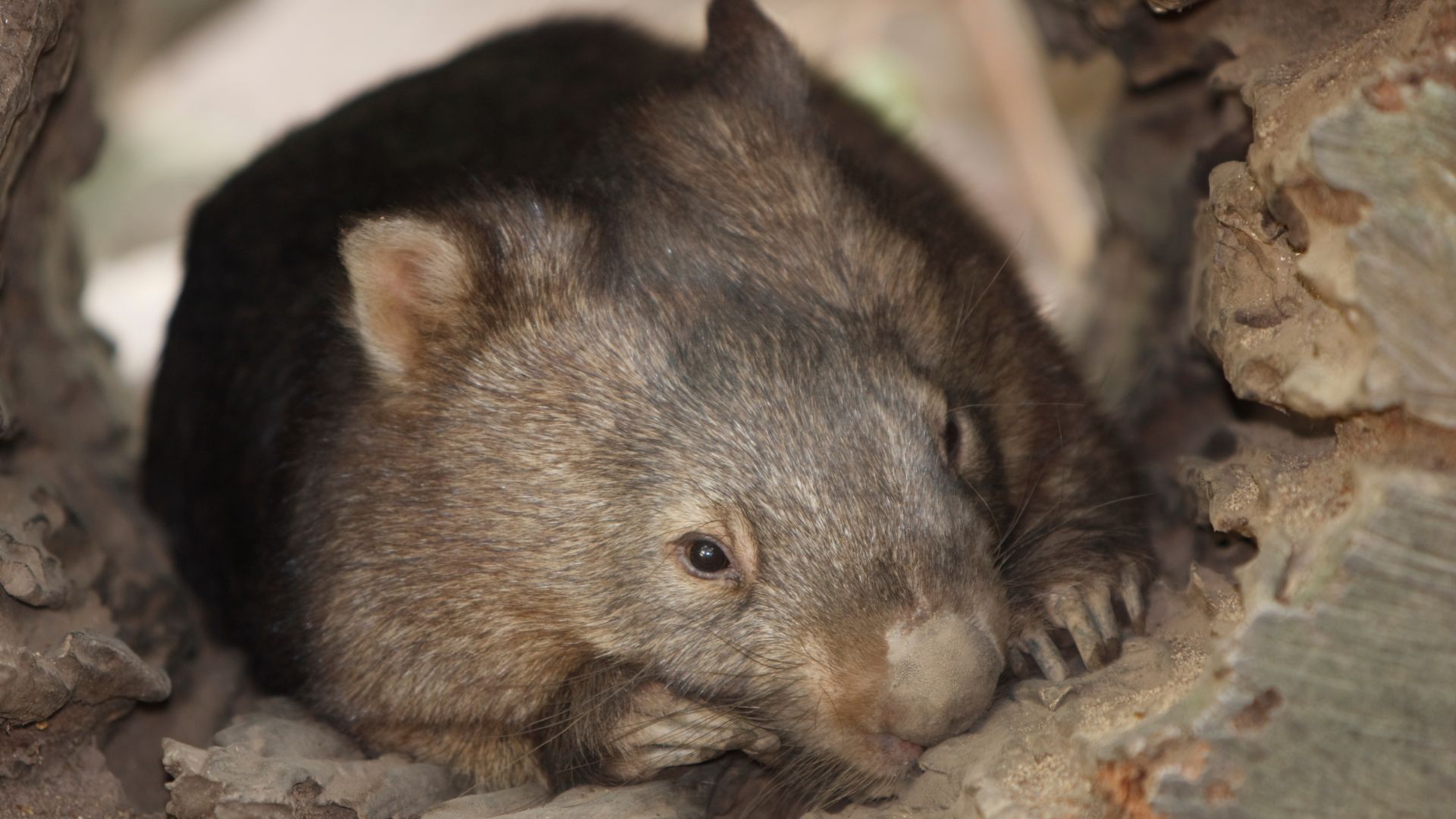 Wombat | WWF-Rangerclub