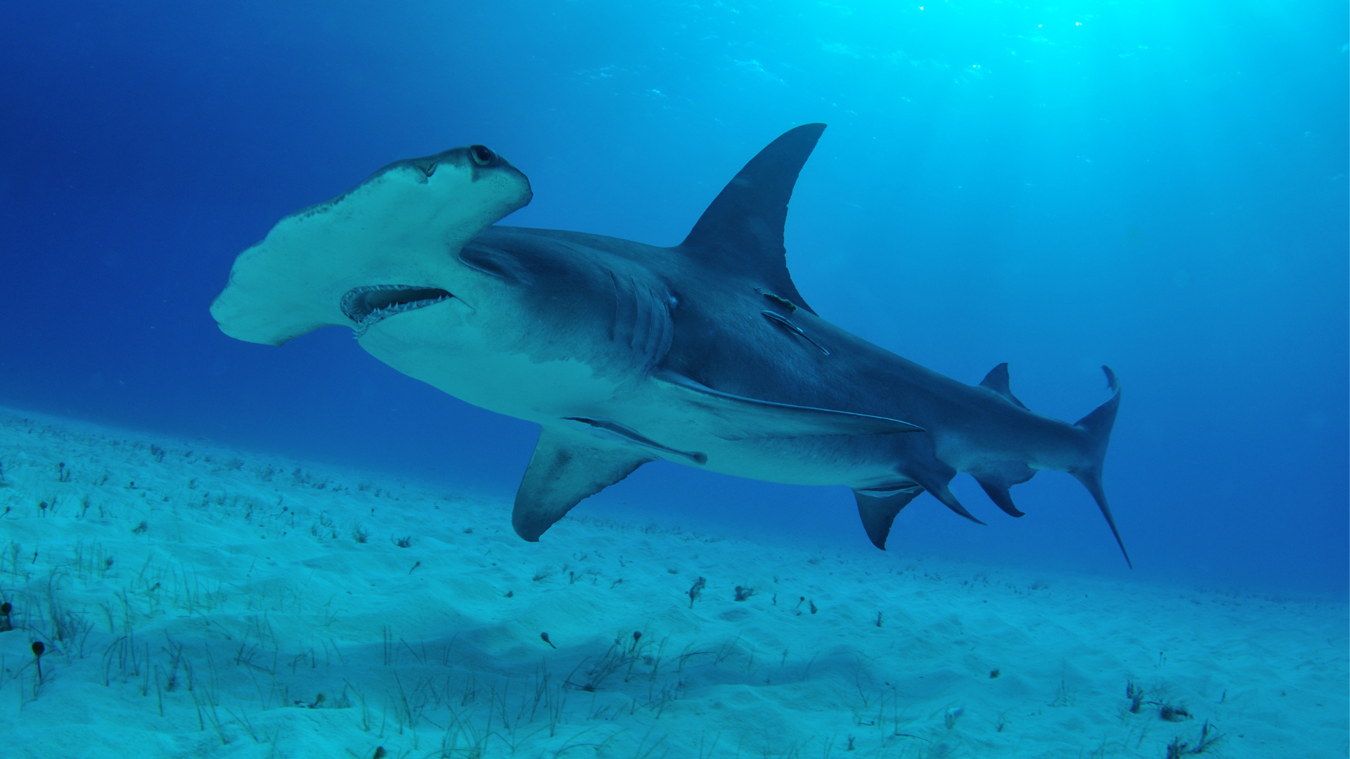 Requin | Rangerclub du WWF