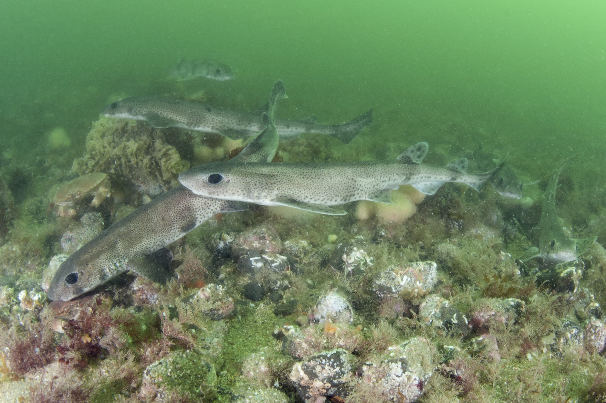 Petite roussette | Rangerclub du WWF