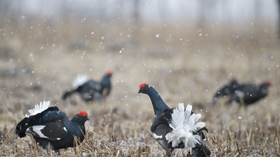 Le tétras lyre | Rangerclub du WWF