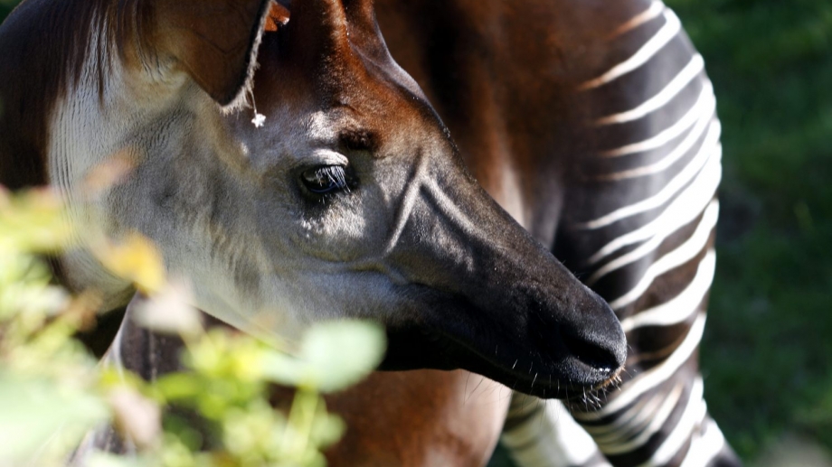 Okapi | WWF-Rangerclub