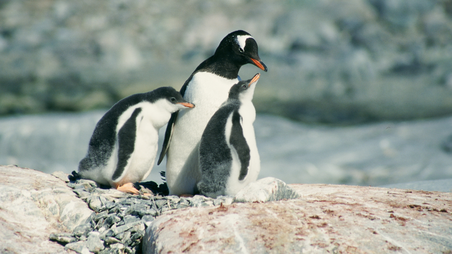 Manchot empereur | Rangerclub du WWF